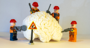 Brain under Construction - Potenzialentwickler